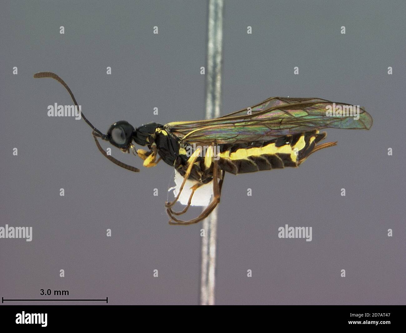 Stebbins Cold Creek Canyon, Solano, California, United States ...