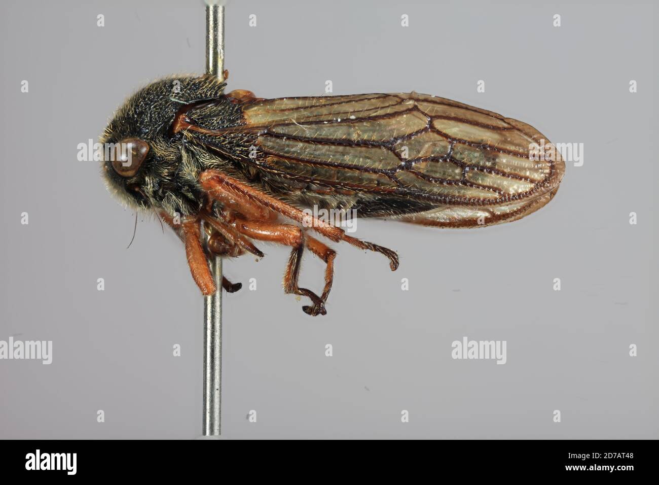 Baguio, Benguet, Philippines, Cryptaspidia longa Funkhouser, 1919 ...