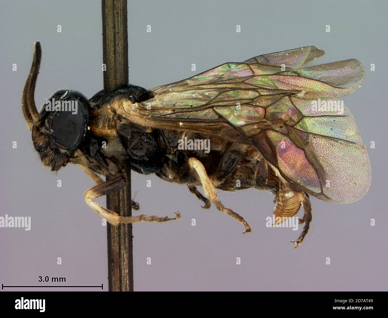 1970 animalia hi-res stock photography and images - Alamy