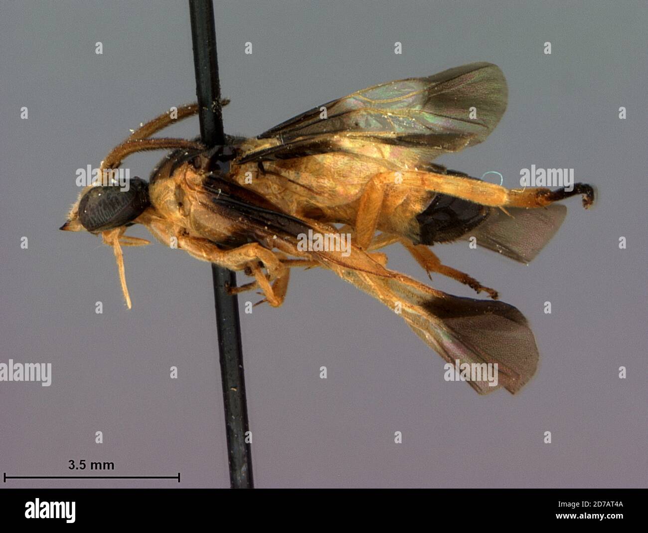 Río Trinidad, Bocas del Toro Province, Panama, Didymia unifasciata ...