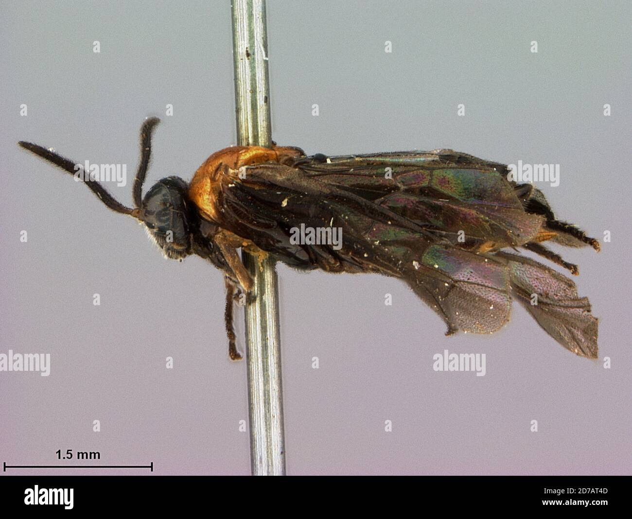 Escuintla, Chiapas, Mexico, Atomacera tria Smith, 1992, Animalia ...