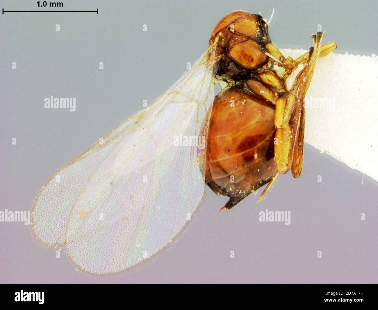Cave Junction, Josephine, Oregon, United States, Andricus albicomus ...