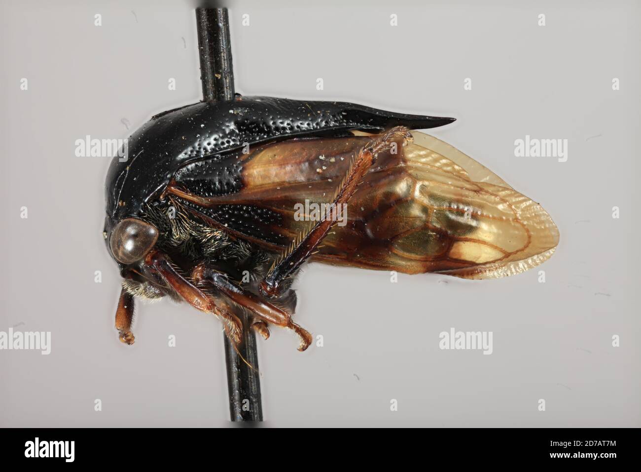 Luzon, P.I., Luzon, Philippines, Cryptaspidia lustra Funkhouser, 1929 ...