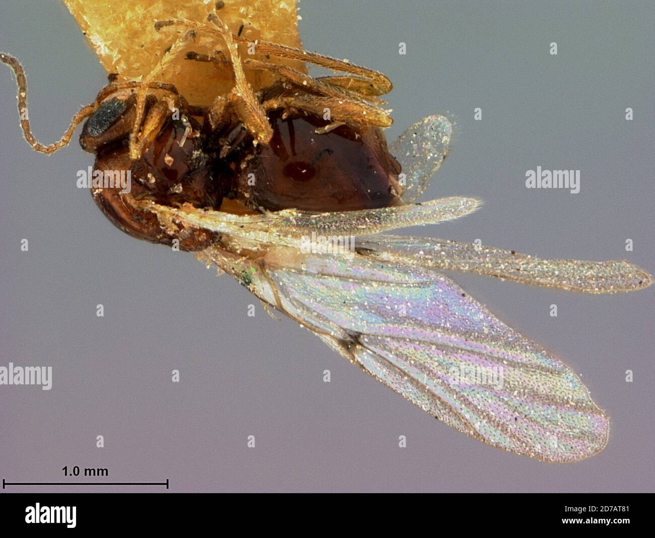 Tijeras, Bernalillo, New Mexico, United States, Diplolepis amphora Weld ...