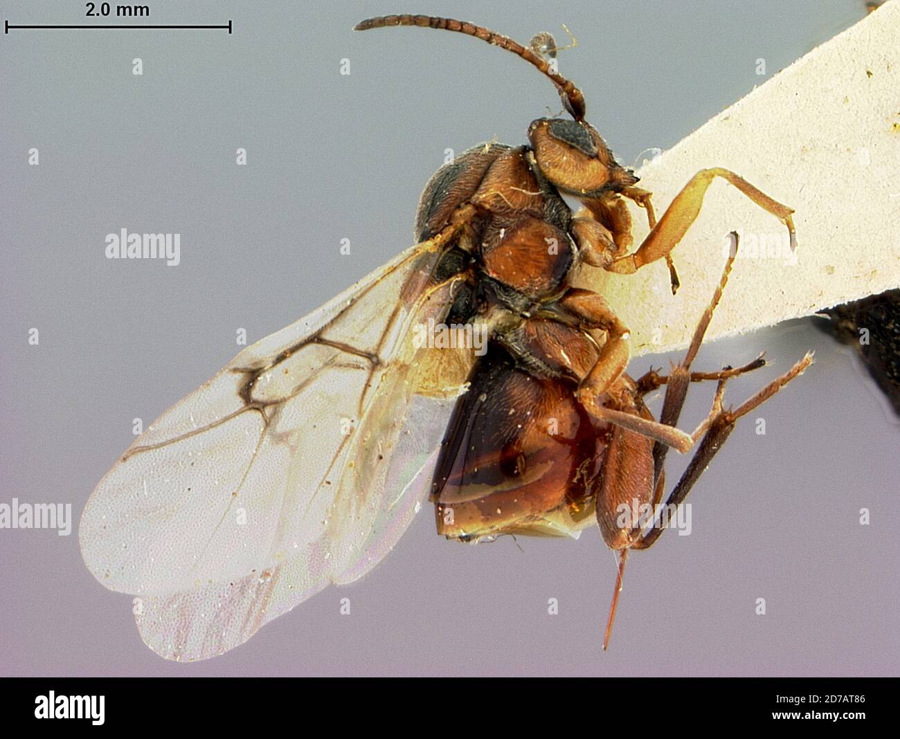 East Falls Church, Arlington, Virginia, United States, Callirhytis ...