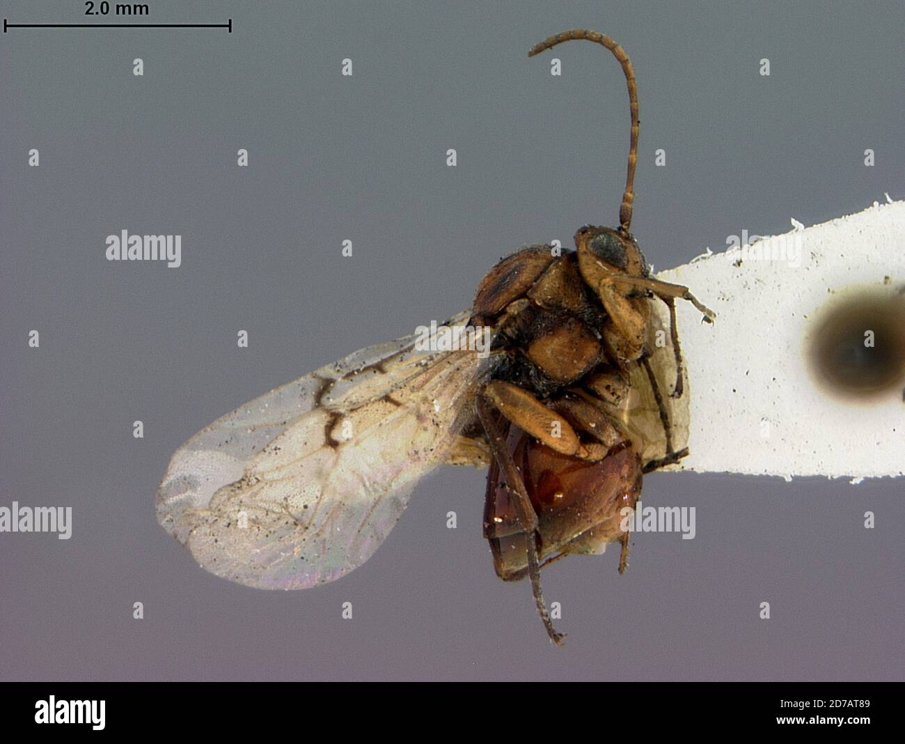 Callirhytis banalosa weld hi-res stock photography and images - Alamy