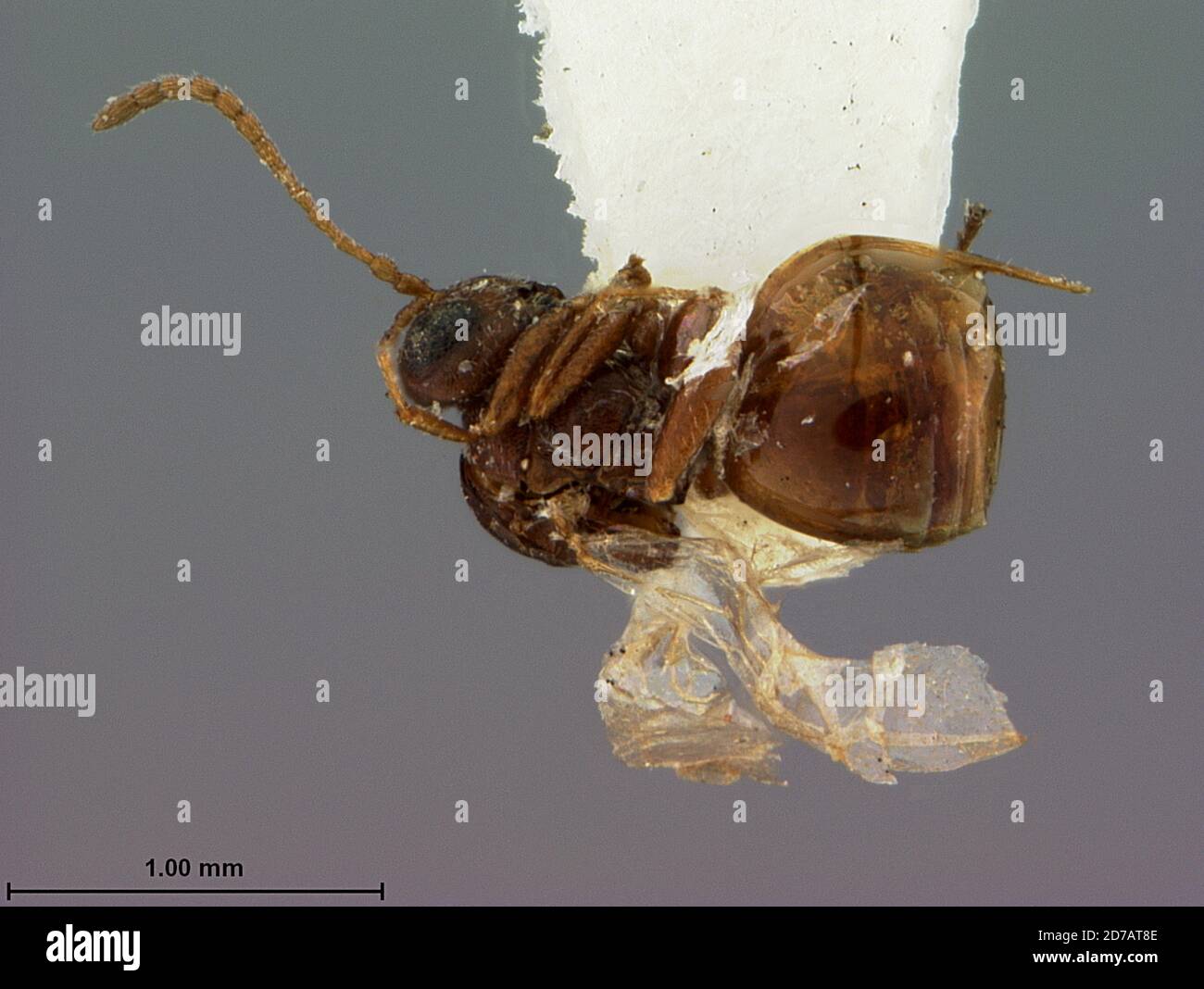 Jacksonville, Duval, Florida, United States, Callirhytis aquaticae ...