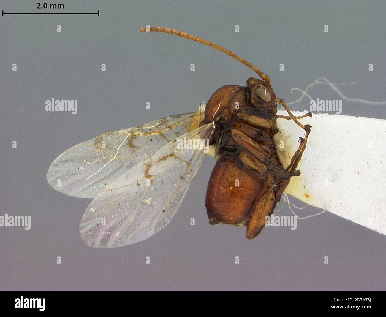 Callirhytis balanoides weld hi-res stock photography and images - Alamy