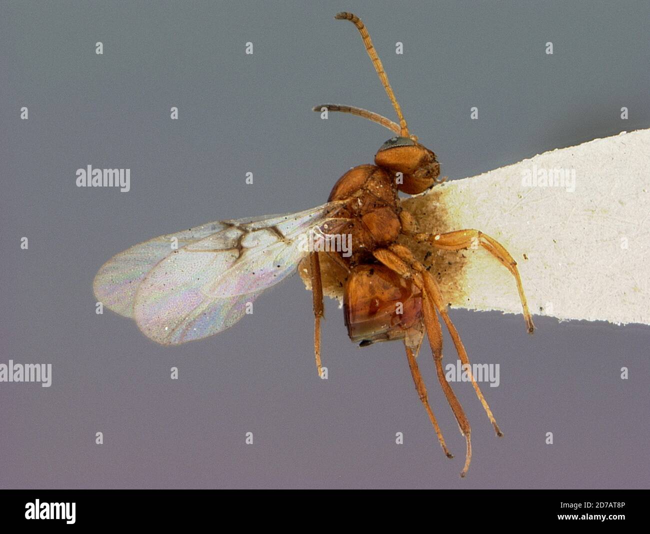 1957 animalia hi-res stock photography and images - Alamy