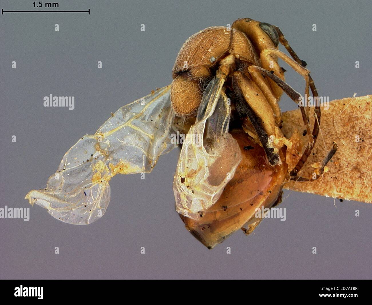 Callirhytis banalapsis weld hi-res stock photography and images - Alamy