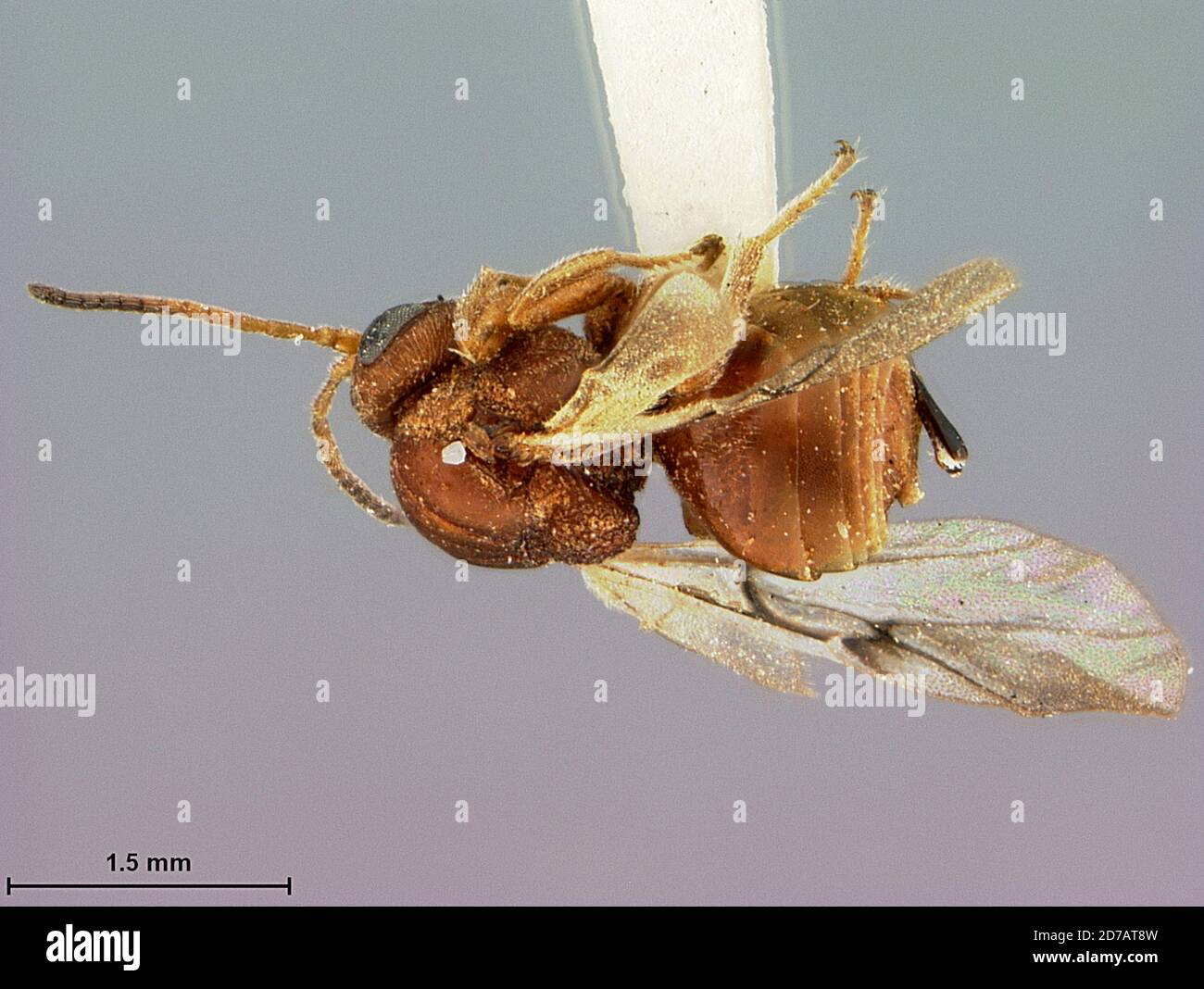 Boerne, Hill, Texas, United States, Callirhytis attigua Weld, 1926 ...