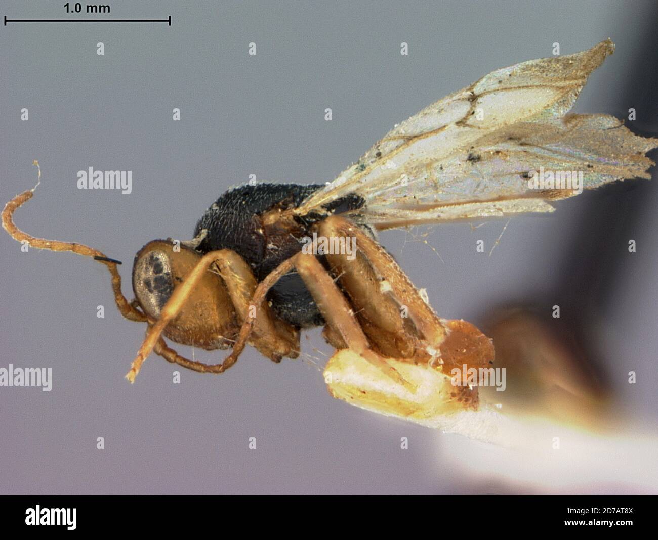 Jacksonville, Duval, Florida, United States, Synergus batatoides ...