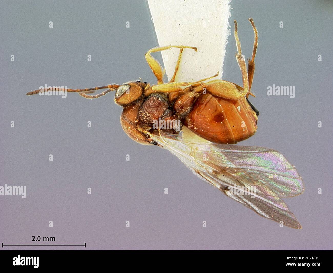 Young, Gila, Arizona, United States, Andricus bracteatus Weld, 1944 ...