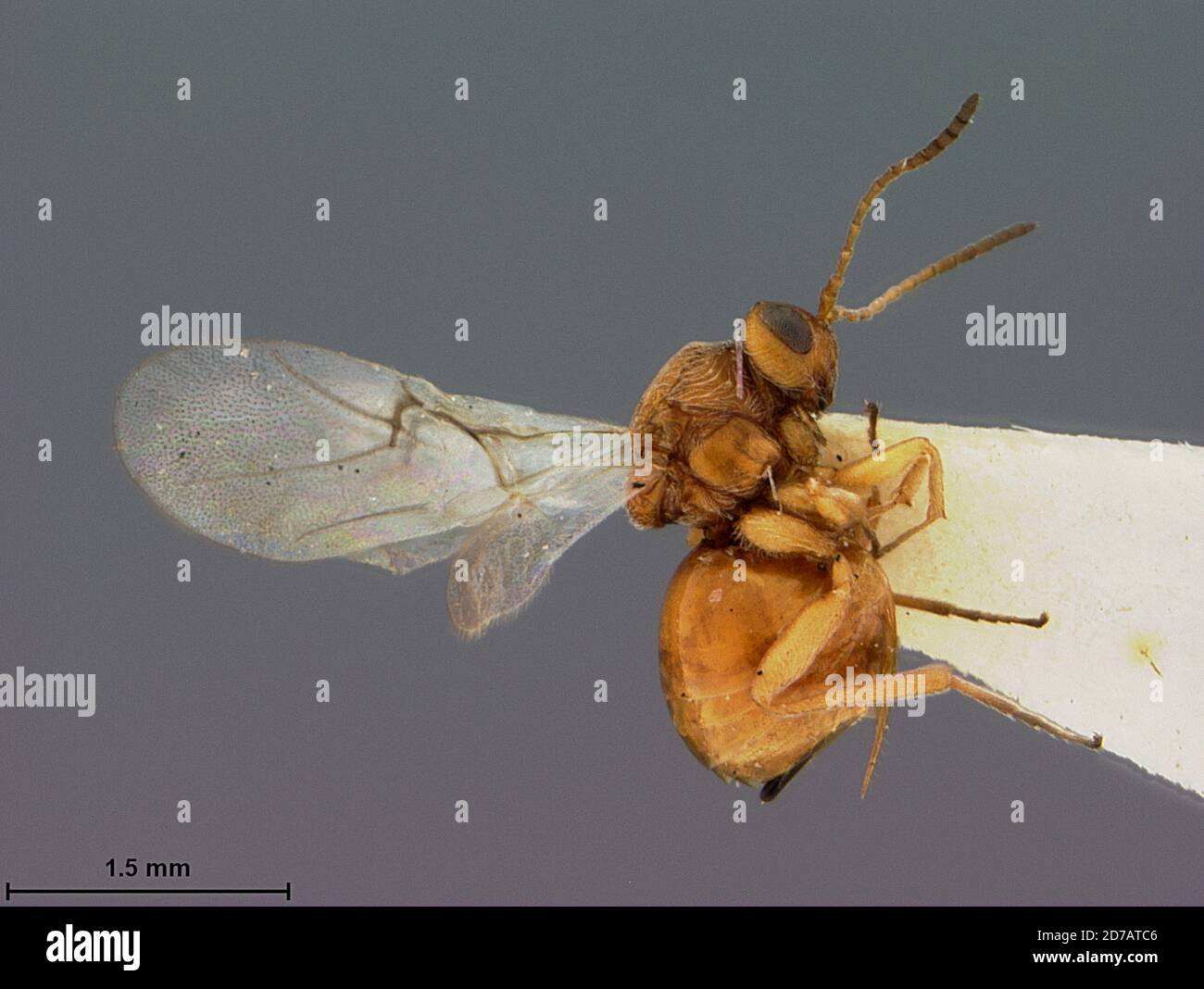 Andricus chico weld hi-res stock photography and images - Alamy