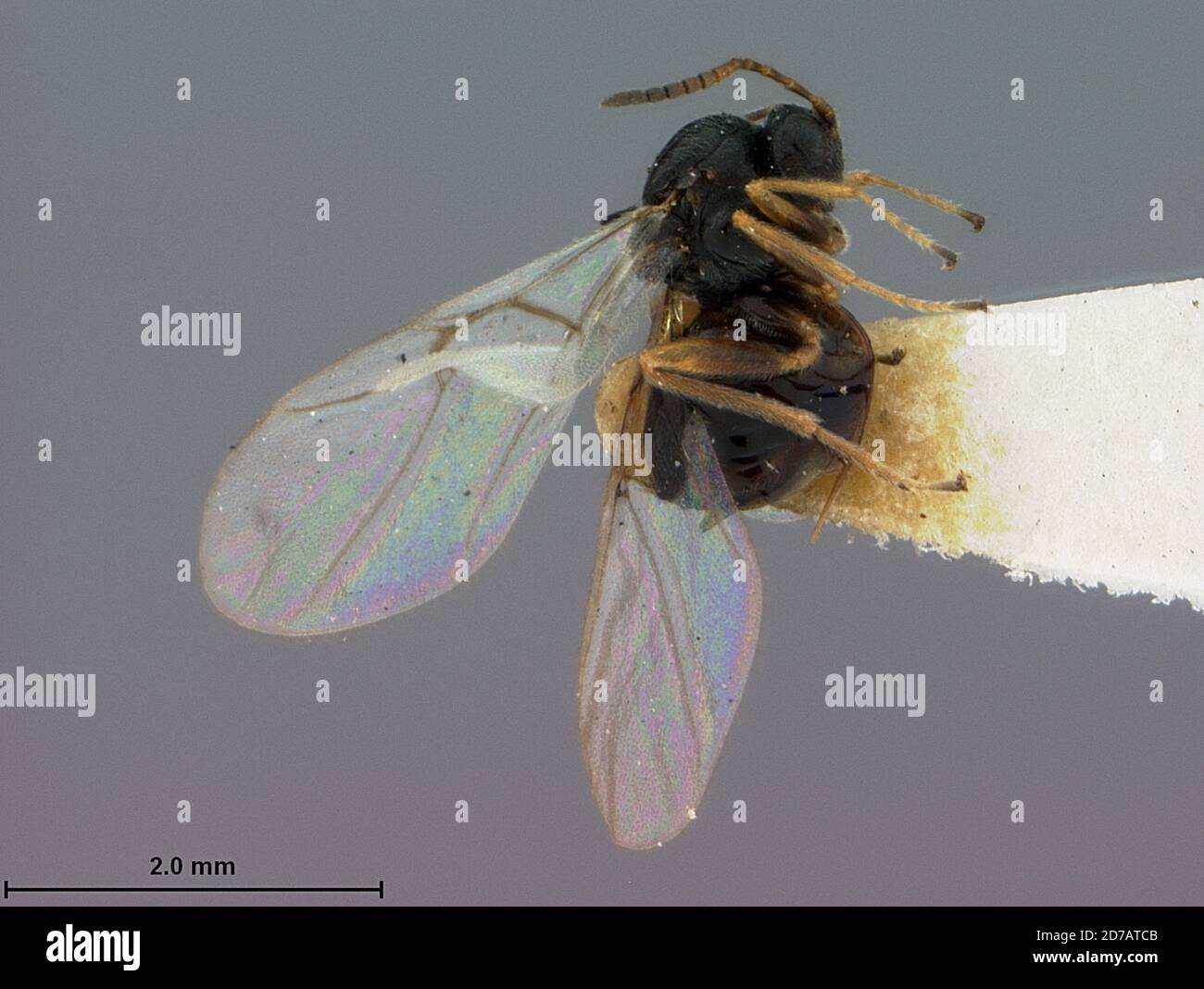 Diplolepis capillata weld hi-res stock photography and images - Alamy