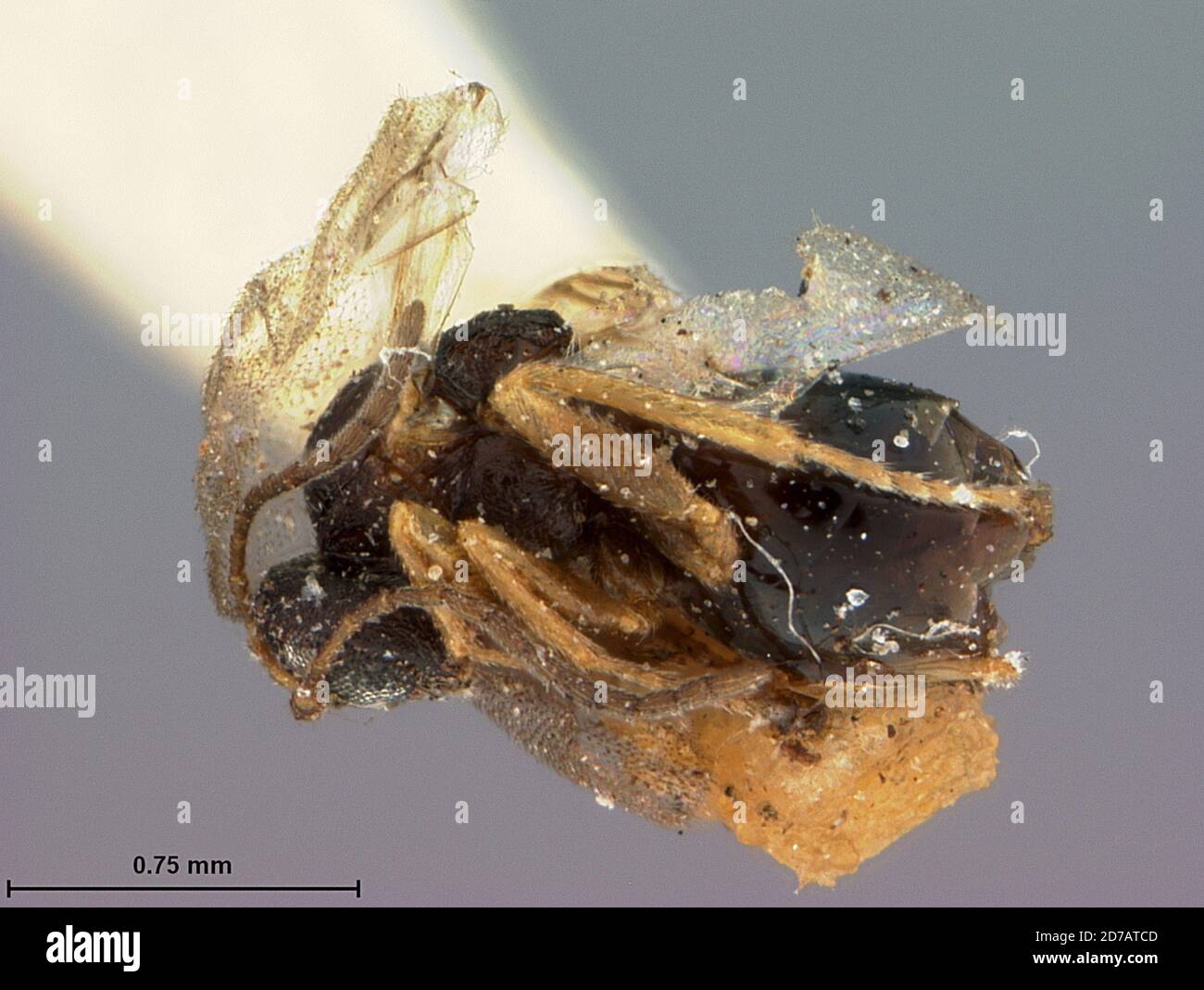 Jacksonville, Duval, Florida, United States, Callirhytis cellae Ashmead ...