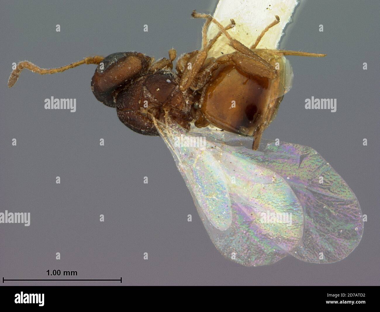 Callirhytis ceropteroides bassett hi-res stock photography and images ...