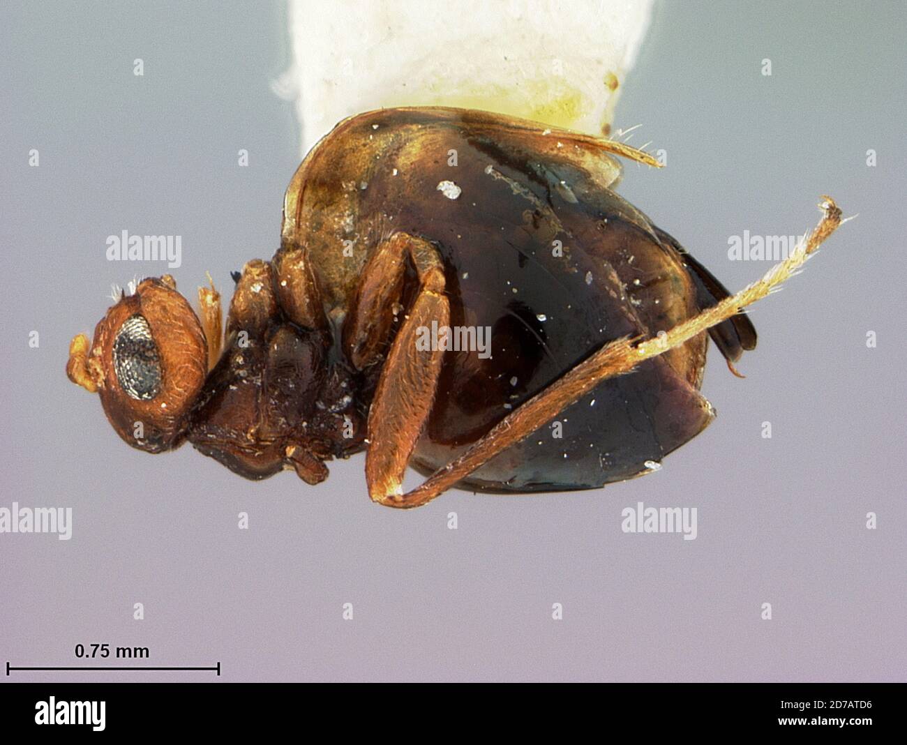 Pinned, Ames, Story, Iowa, United States, Acraspis compressus Gillette ...