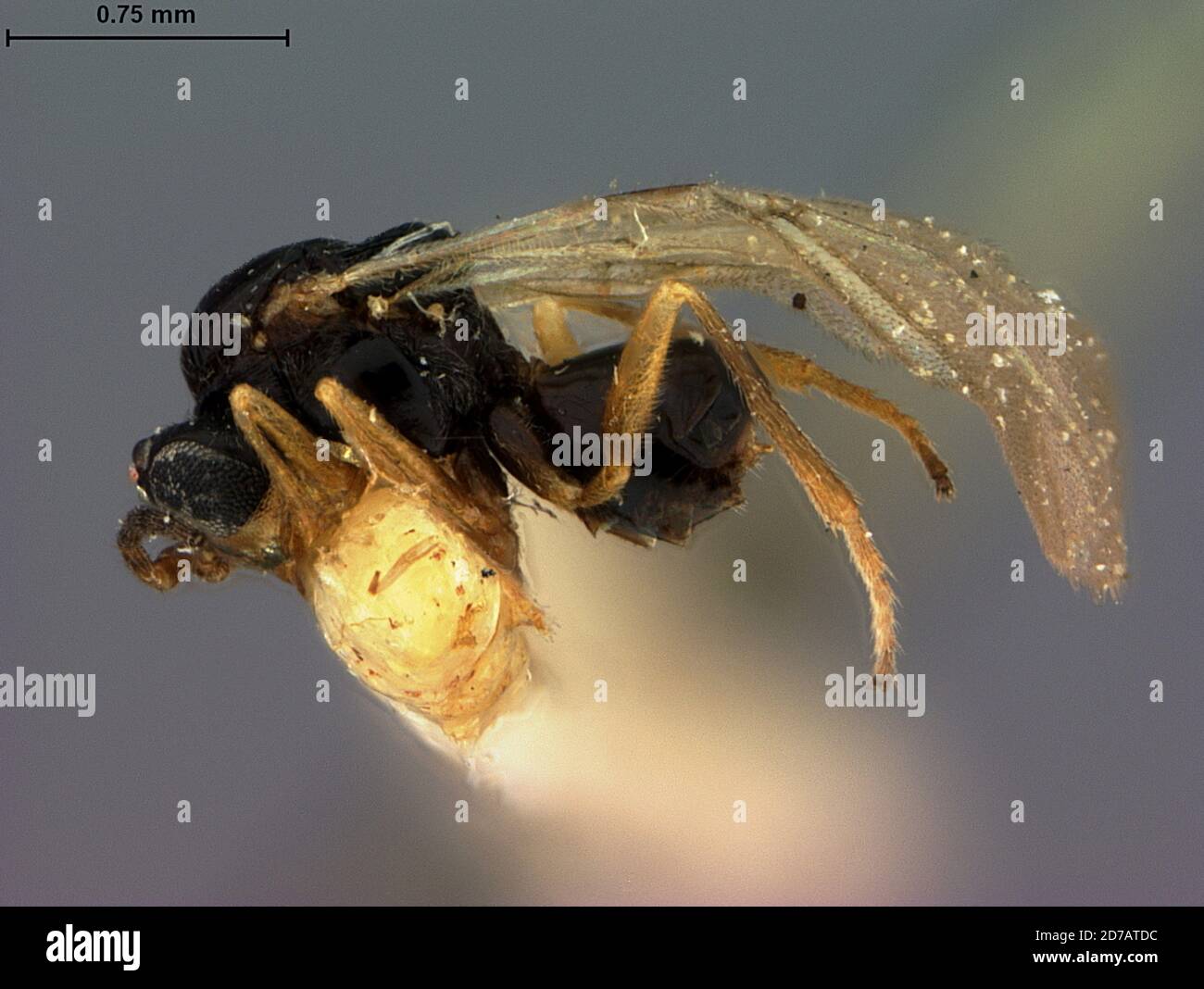 Jacksonville, Duval, Florida, United States, Dryophanta cinereae ...