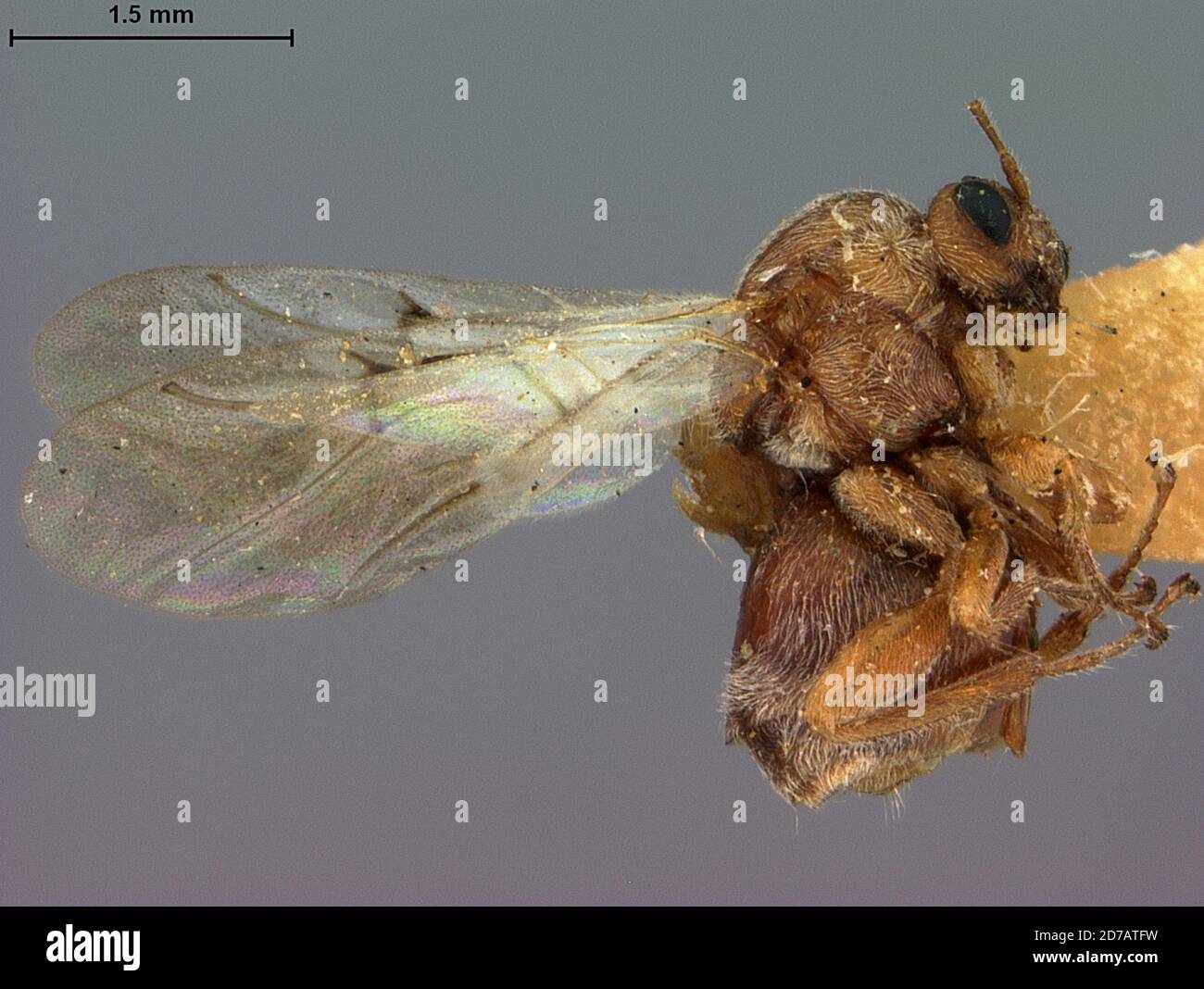 Sequoia National Park, Tulare, California, United States, Disholcaspis ...