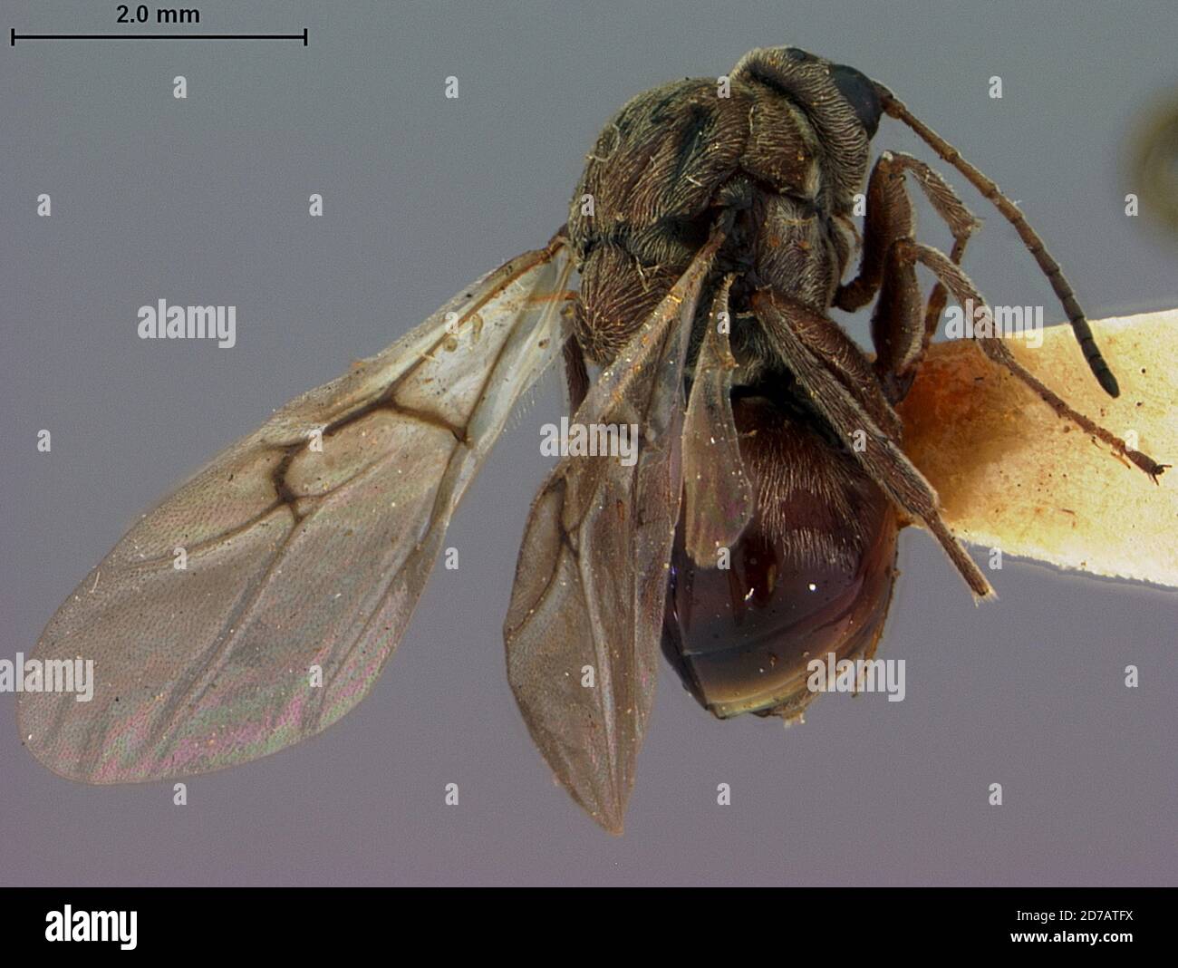 Callirhytis corallosa weld hi-res stock photography and images - Alamy