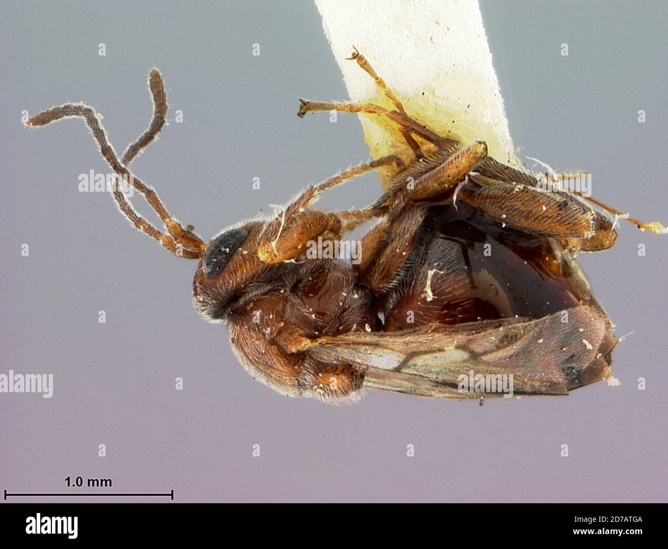 Los Angeles, California, United States, Trichoteras coquilettei Ashmead ...