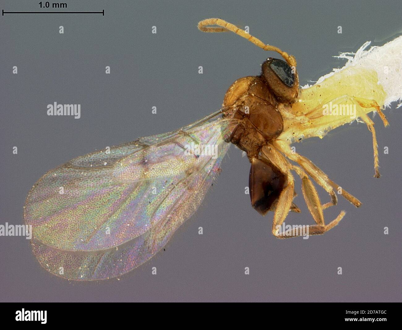 Alameda, California, United States, Andricus congregatus Ashmead, 1897 ...