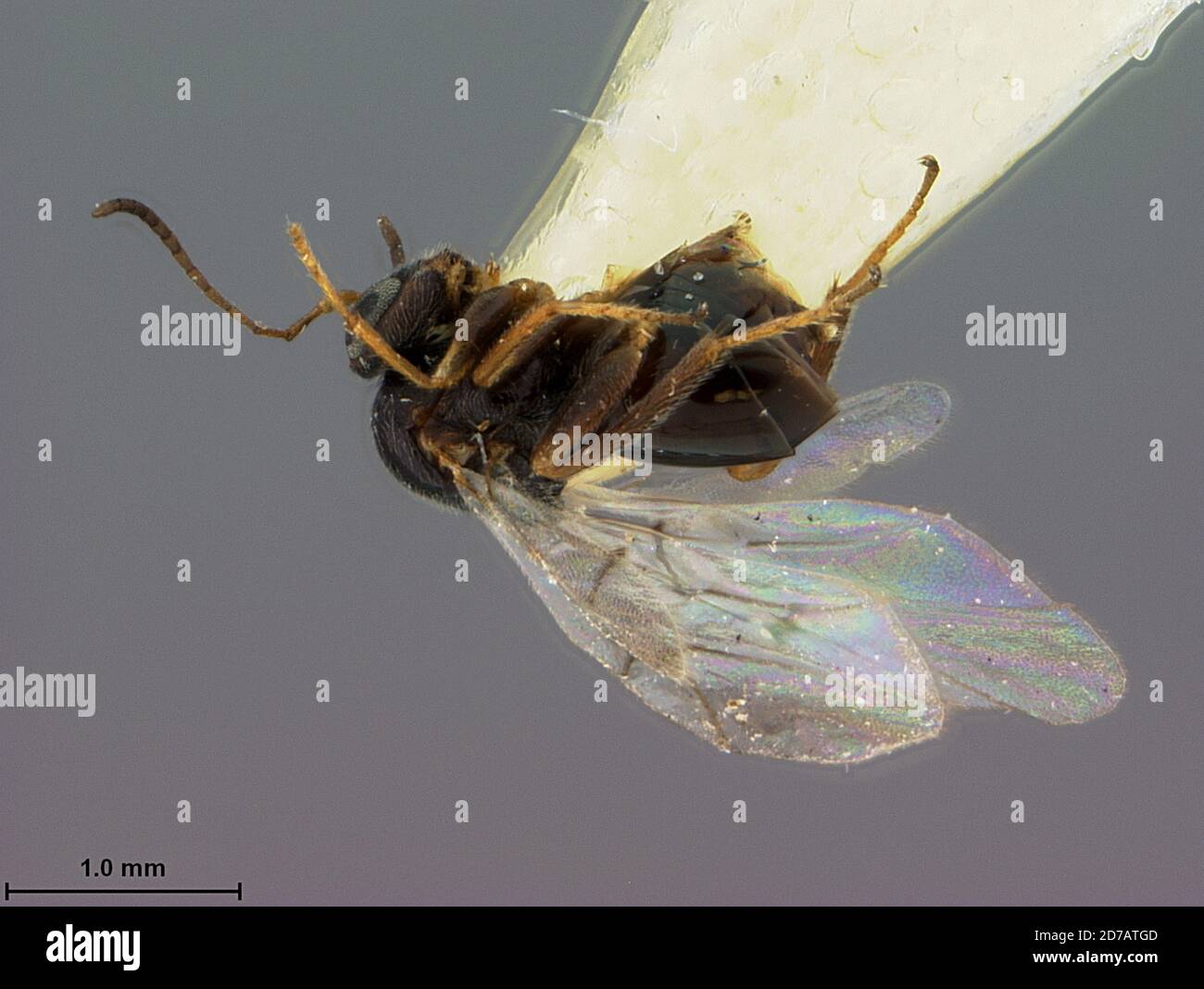 Franklin Mountains, El Paso, Texas, United States, Antron daileyi (Lyon ...