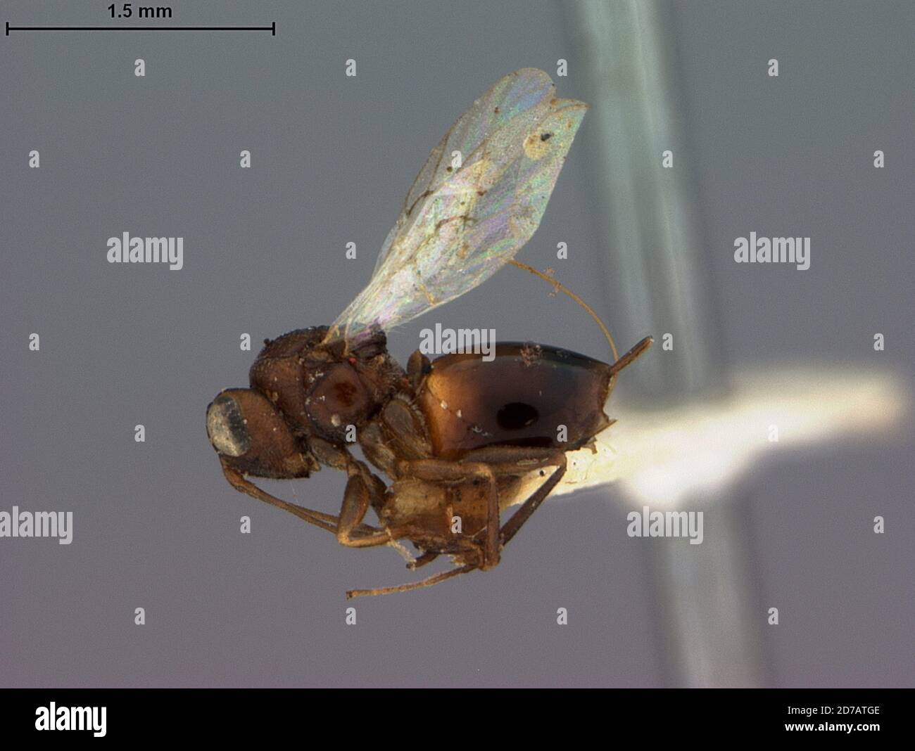 Jacksonville, Duval, Florida, United States, Synergus coniferae Ashmead ...