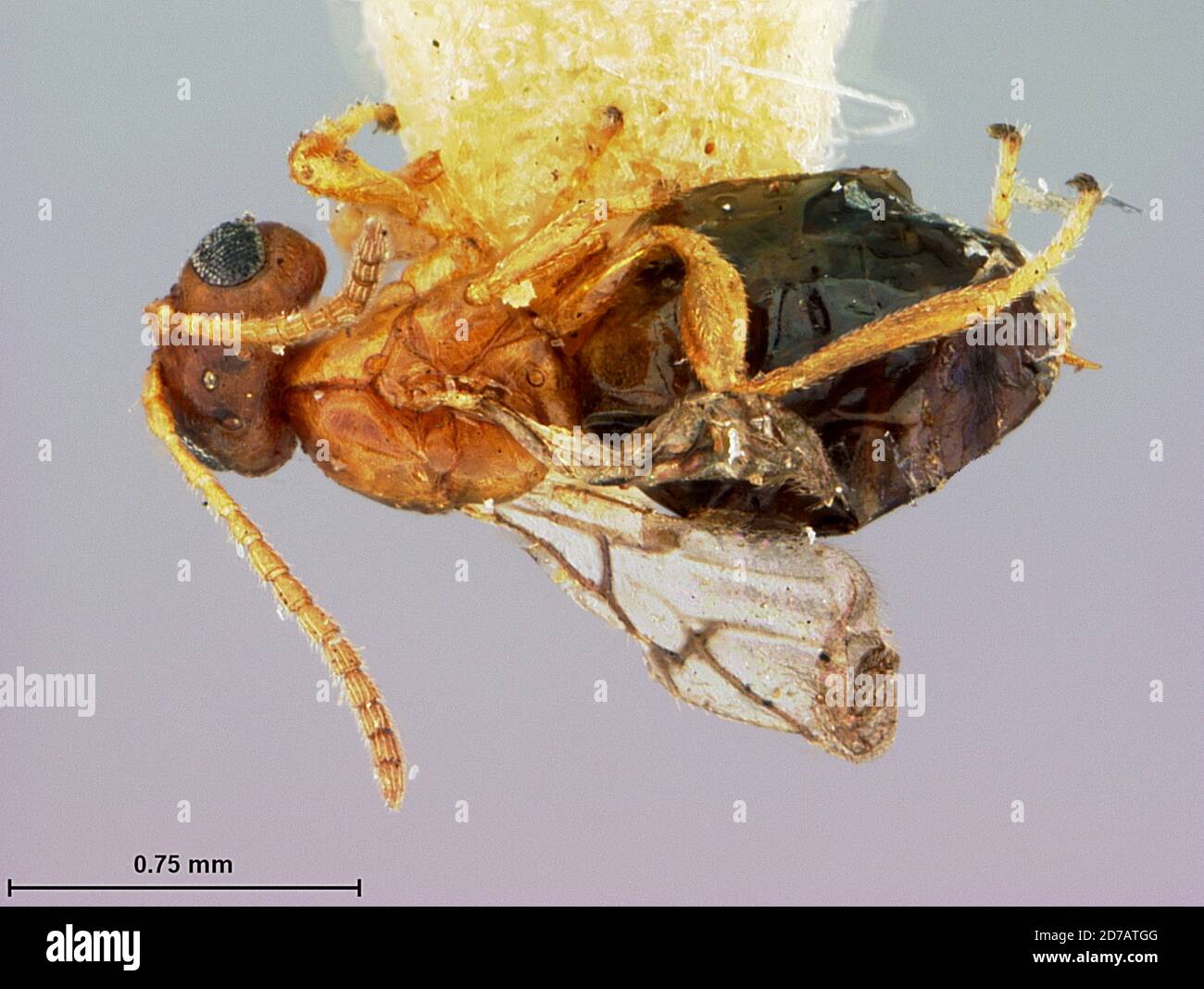 Austin, Travis, Texas, United States, Xystoteras contorta Weld, 1921 ...