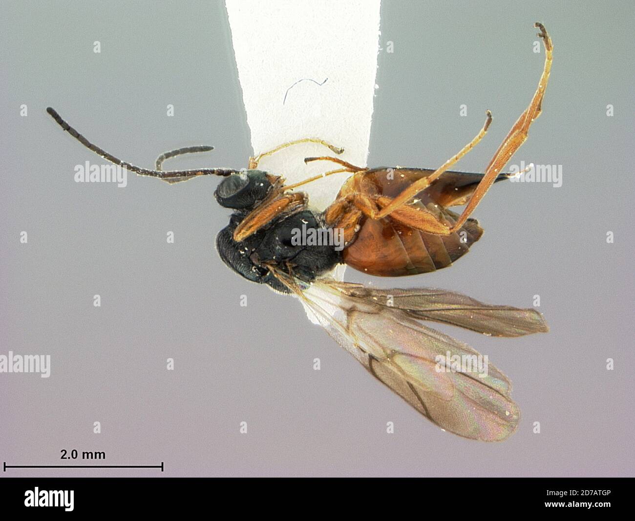 Mount Diablo, Contra Costa, California, United States, Diplolepis ...