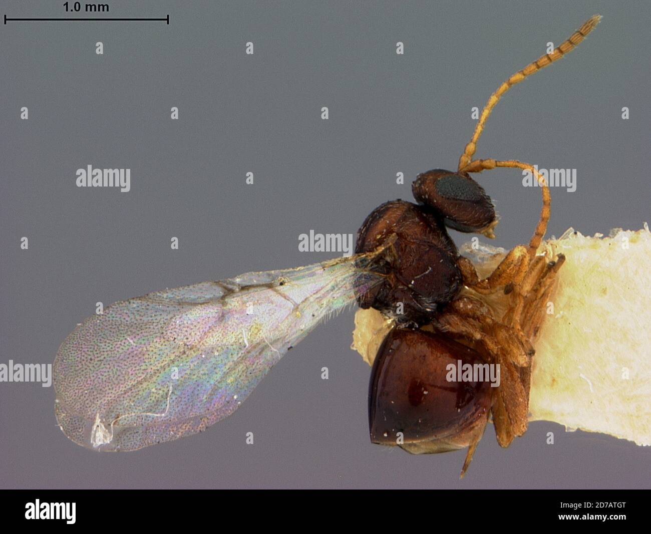 La Crescenta, Los Angeles, California, United States, Heteroecus ...