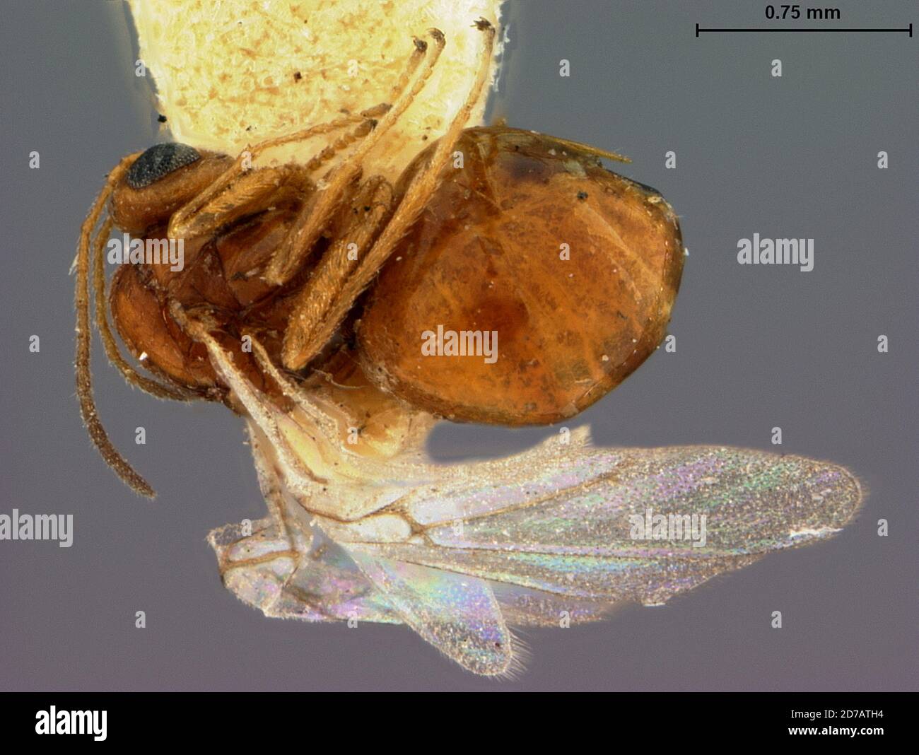 Tijeras, Bernalillo, New Mexico, United States, Diplolepis discalis ...