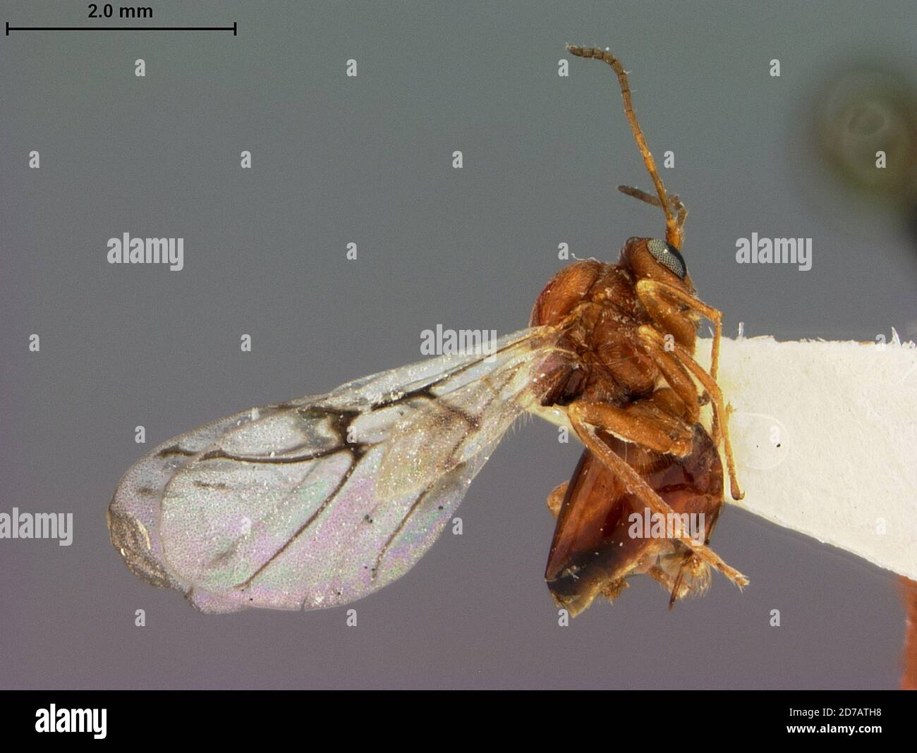 Antron franklinensis hi-res stock photography and images - Alamy