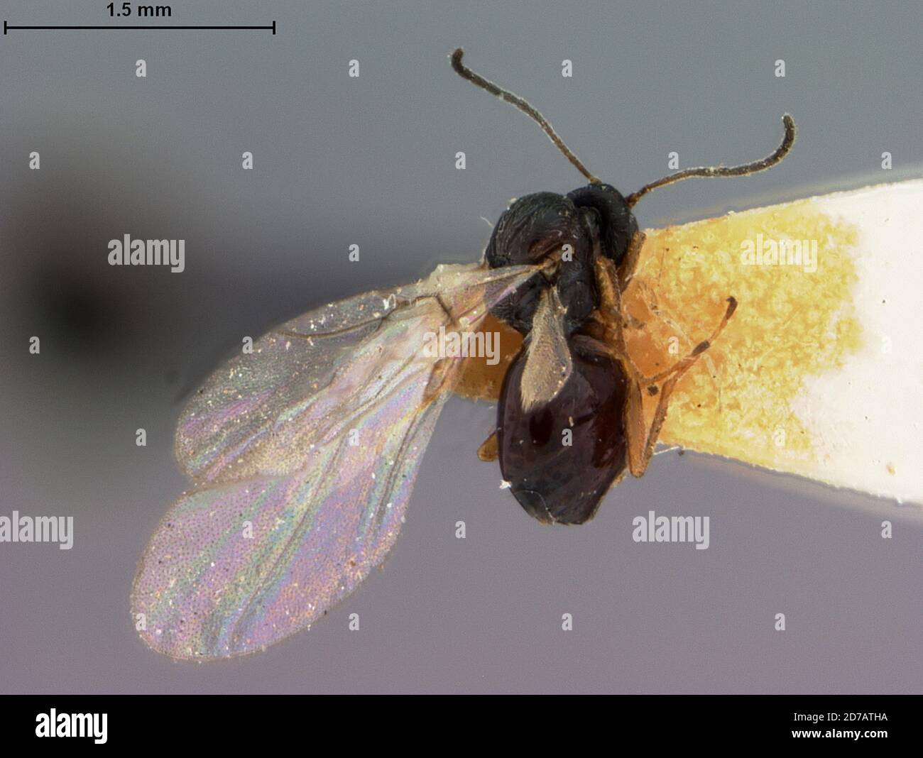 Sequoia National Park, Tulare, California, United States, Diplolepis ...