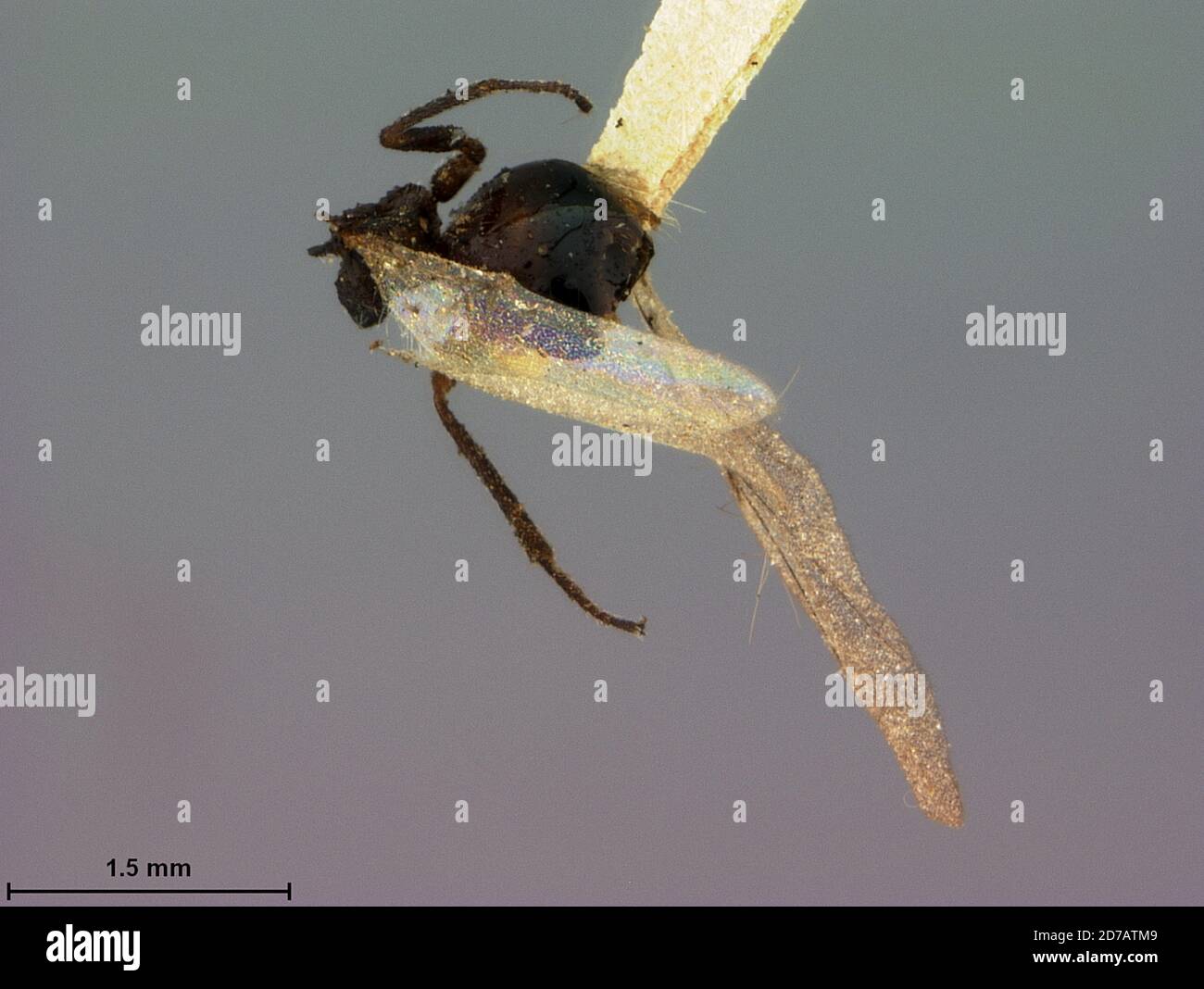 Colorado, United States, Dryophanta glabra Gillette, 1894, Animalia ...