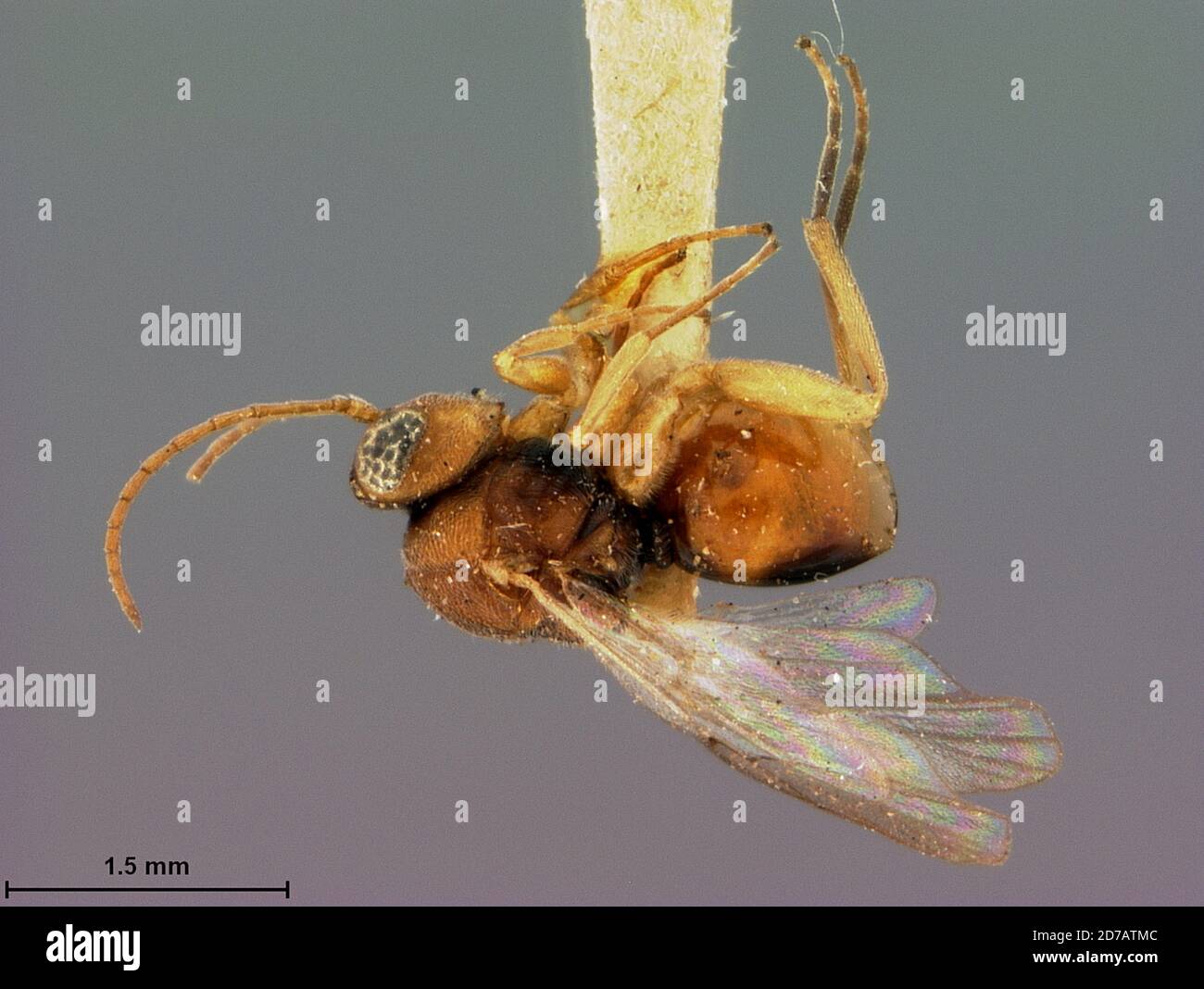 Washington, United States, Synergus garryana (Gillette, 1893), Animalia ...