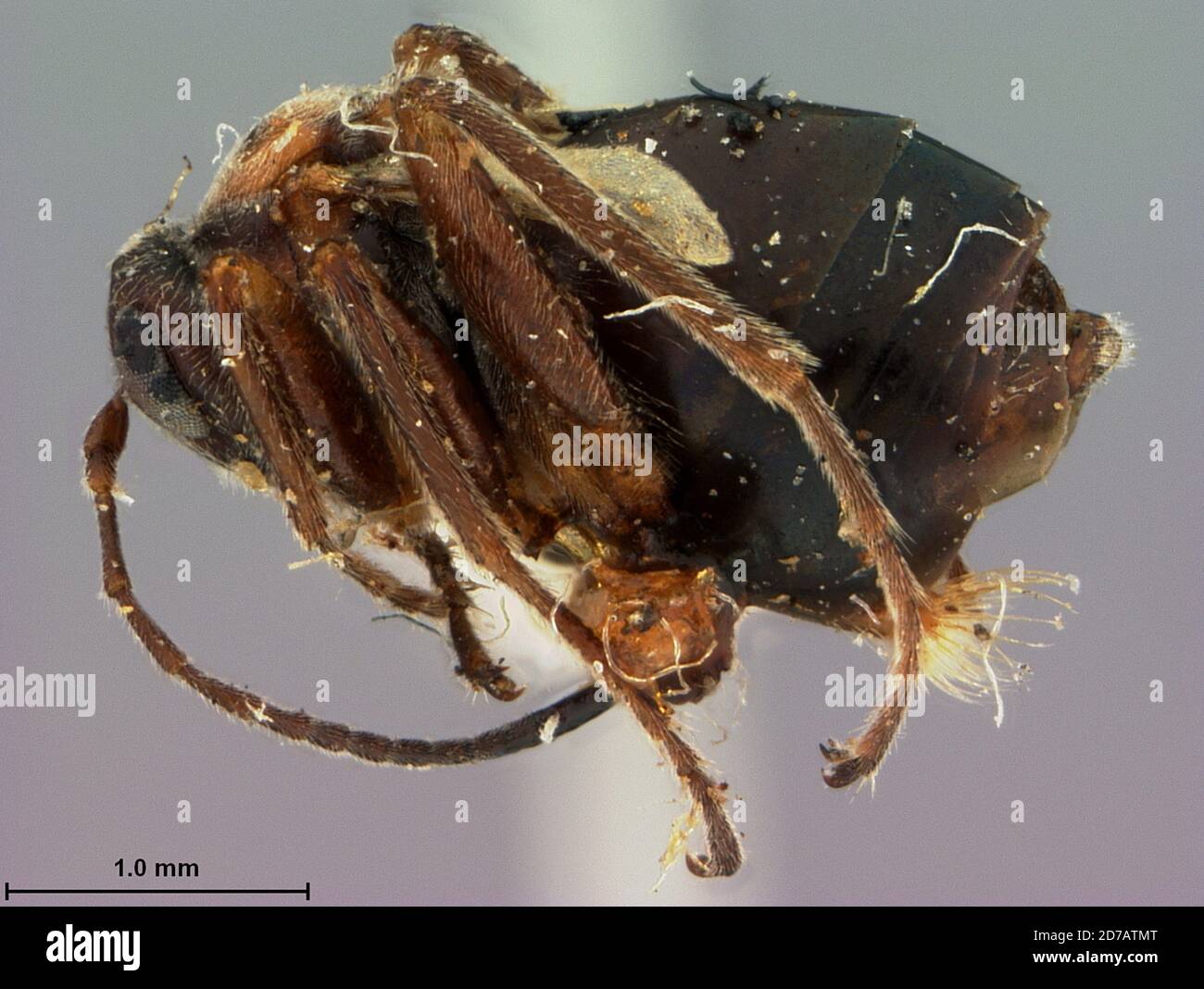 Philonix gillettei bassett hi-res stock photography and images - Alamy