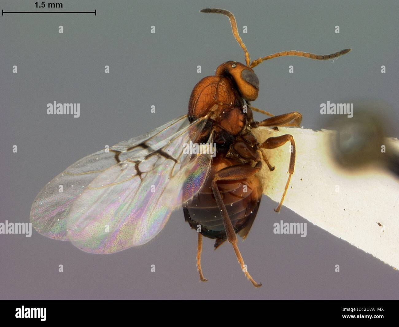 Turkey, Callirhytis glandulosa Weld, 1939, Animalia, Arthropoda ...