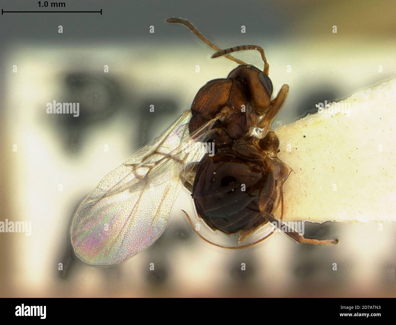 Callirhytis lupana weld hi-res stock photography and images - Alamy