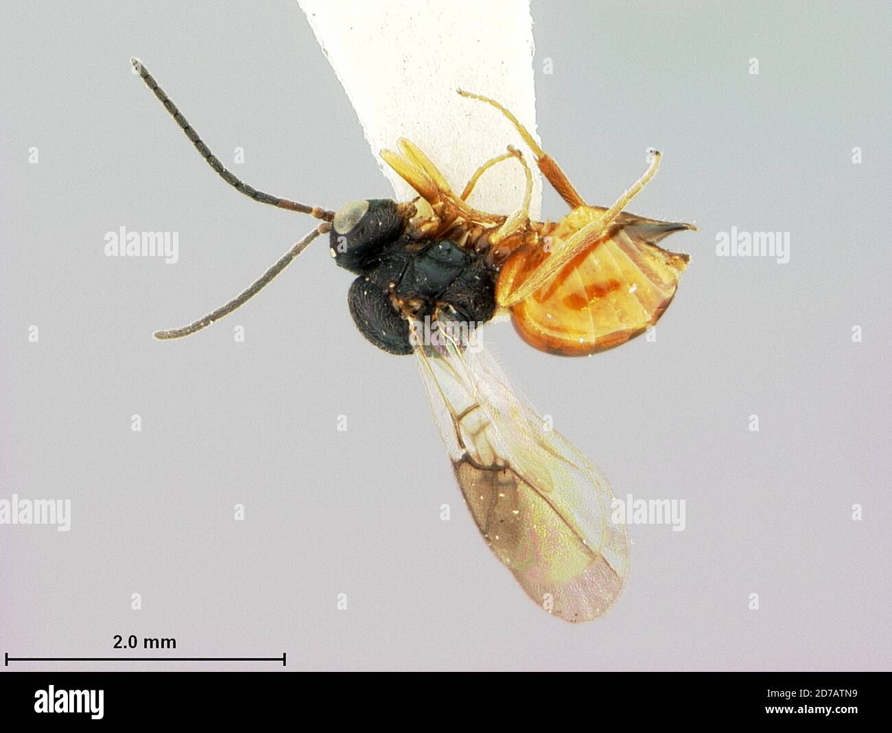 Diplolepis lens weld hi-res stock photography and images - Alamy