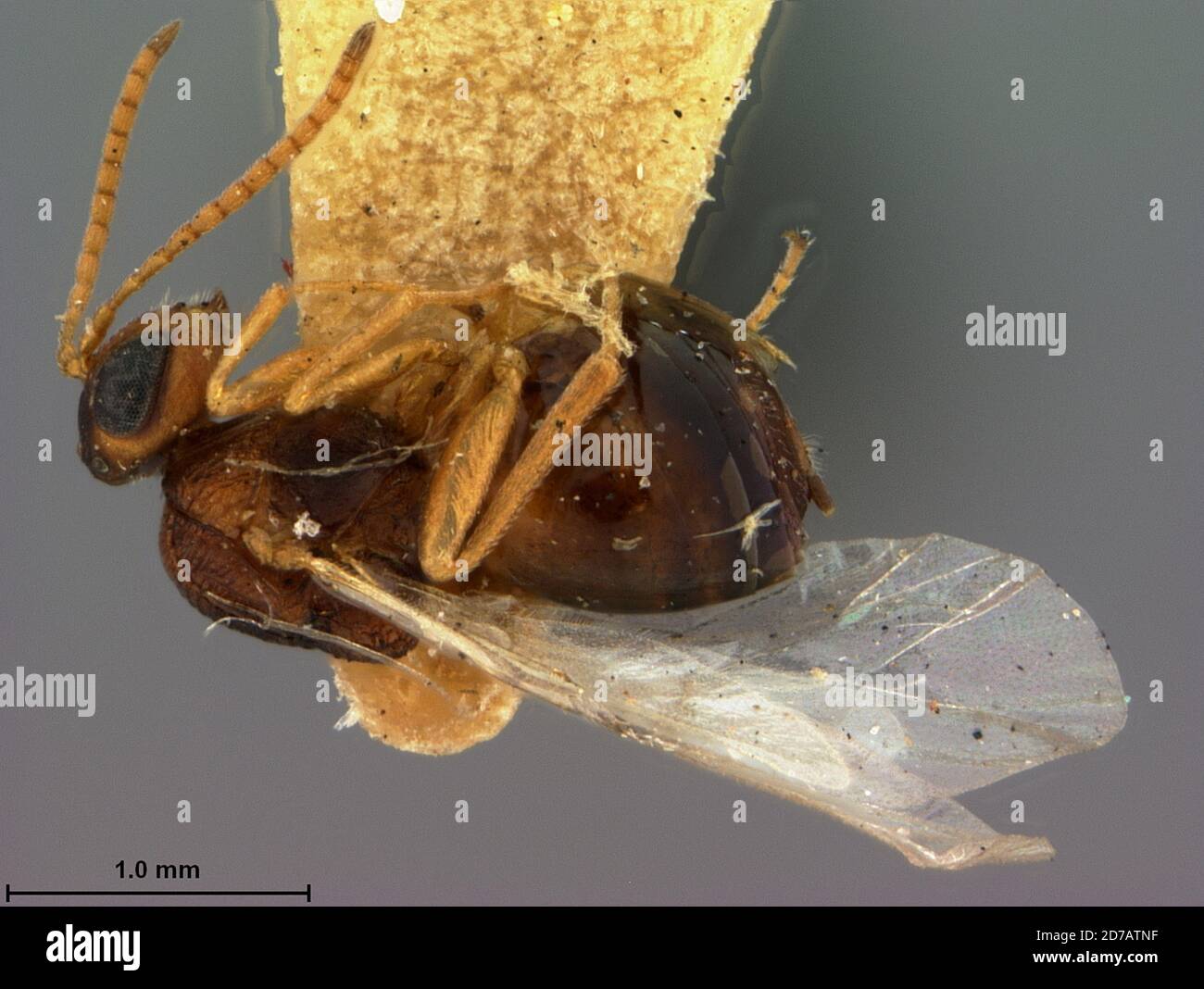 Evanston, Cook, Illinois, United States, Callirhytis lapillula Weld ...
