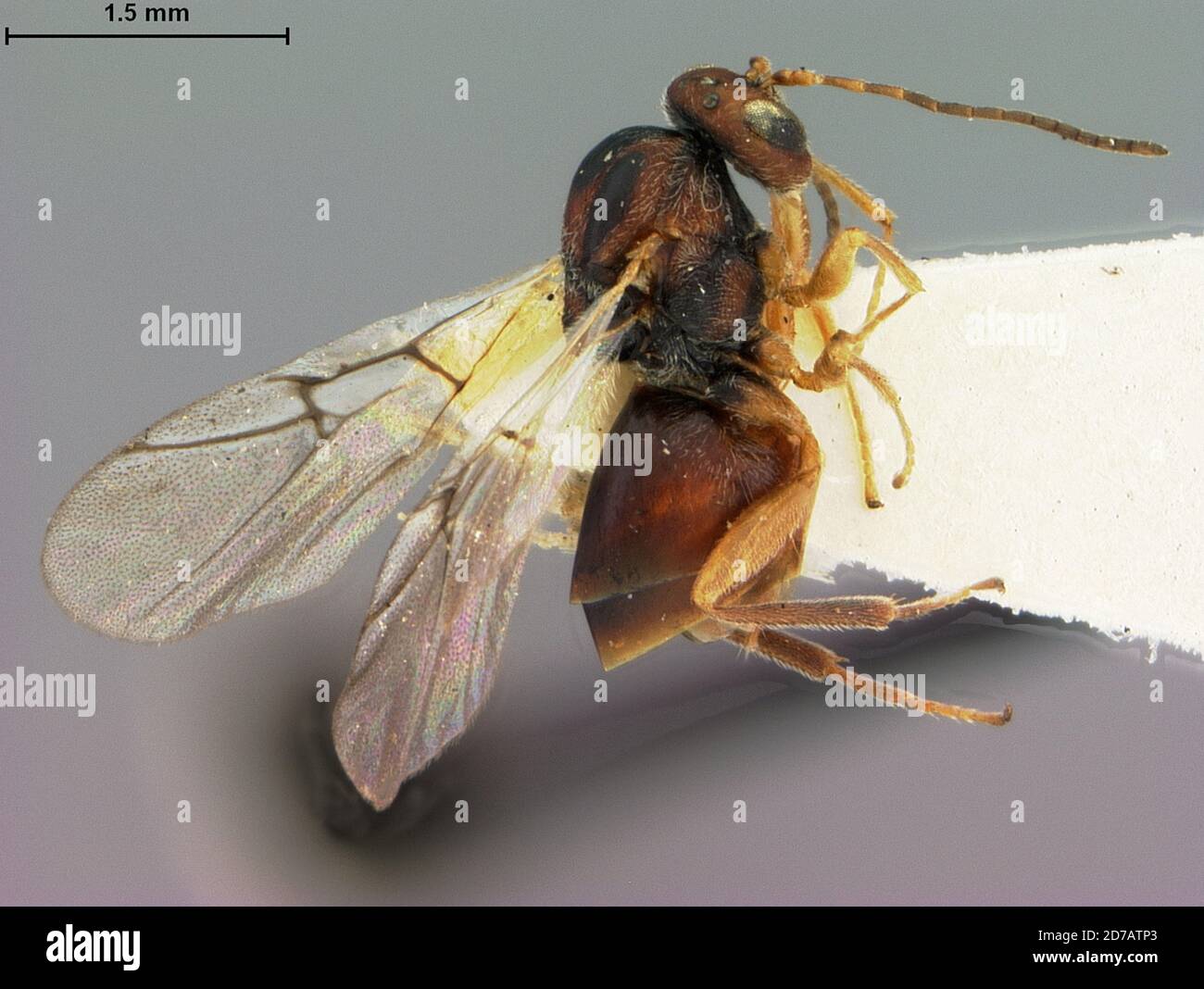 Nogales, Santa Cruz, Arizona, United States, Andricus furnessulus Weld ...