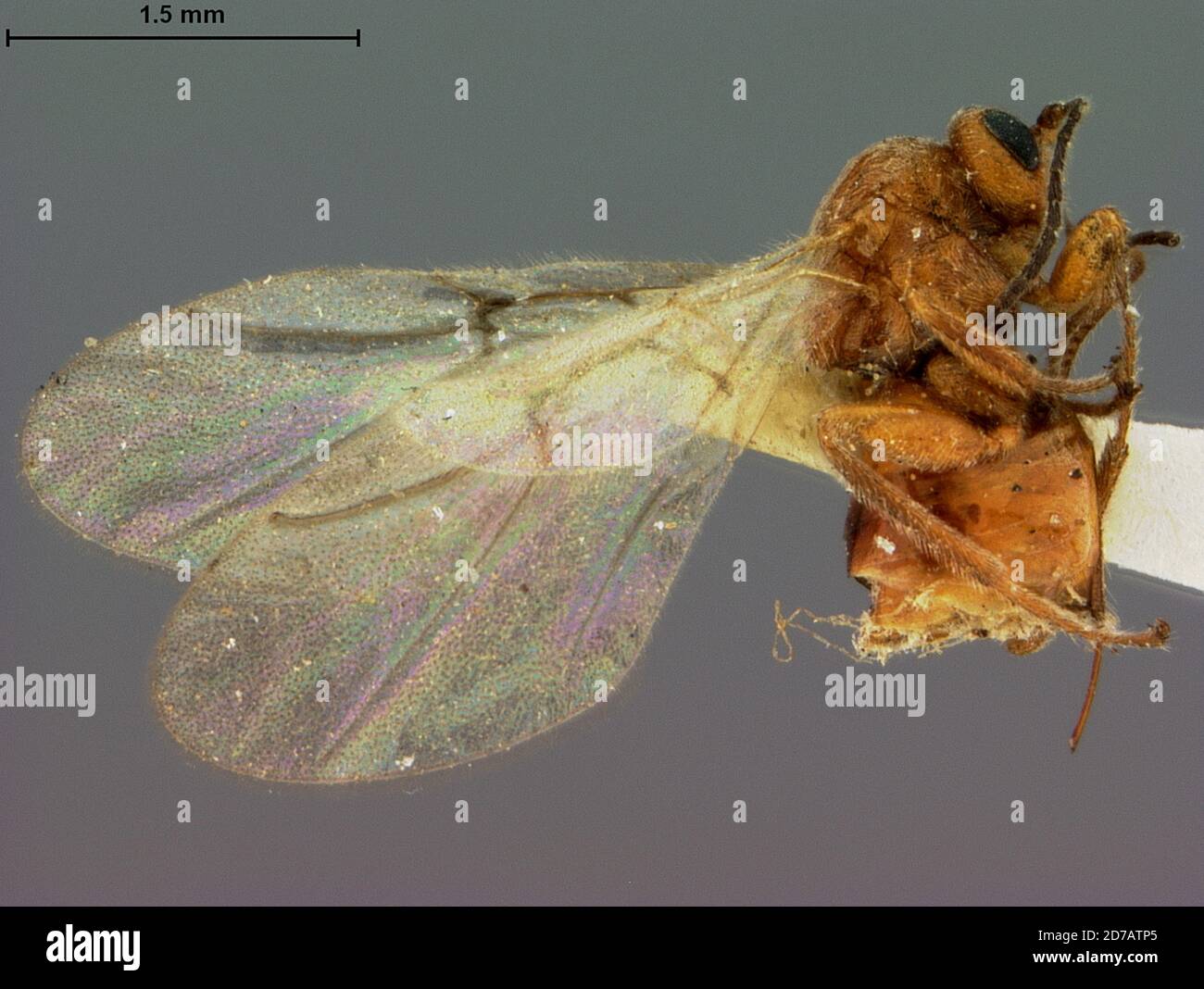 Placer, California, United States, Callirhytis lasius (Ashmead, 1896 ...