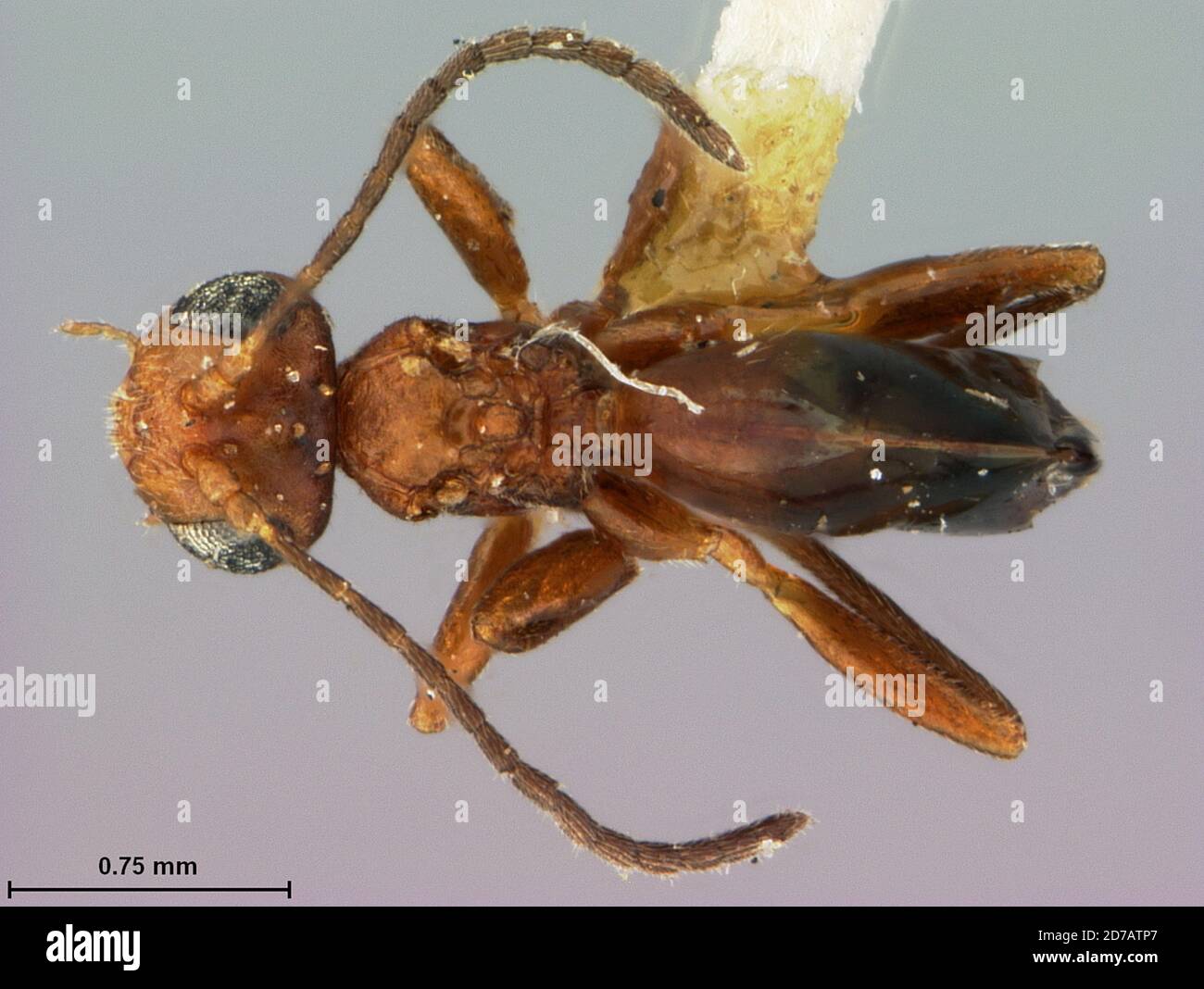 Callirhytis hopkinsi weld hi-res stock photography and images - Alamy