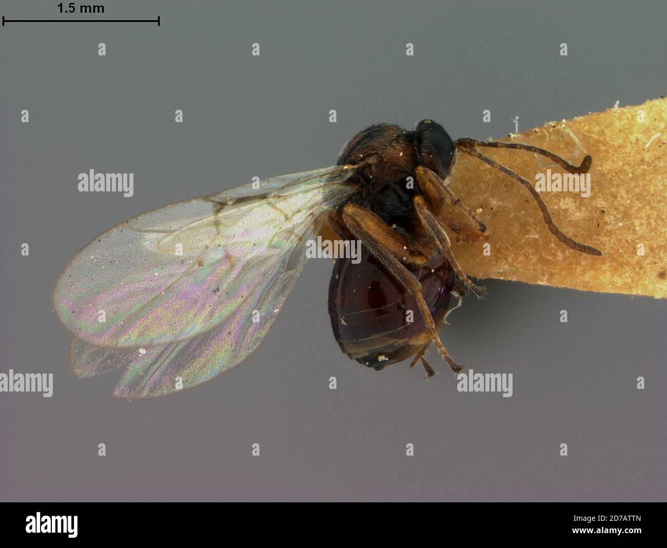 Ravinia, Highland Park, Lake, Illinois, United States, Callirhytis ...