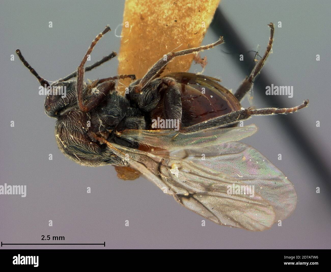 Callirhytis maxima weld hi-res stock photography and images - Alamy