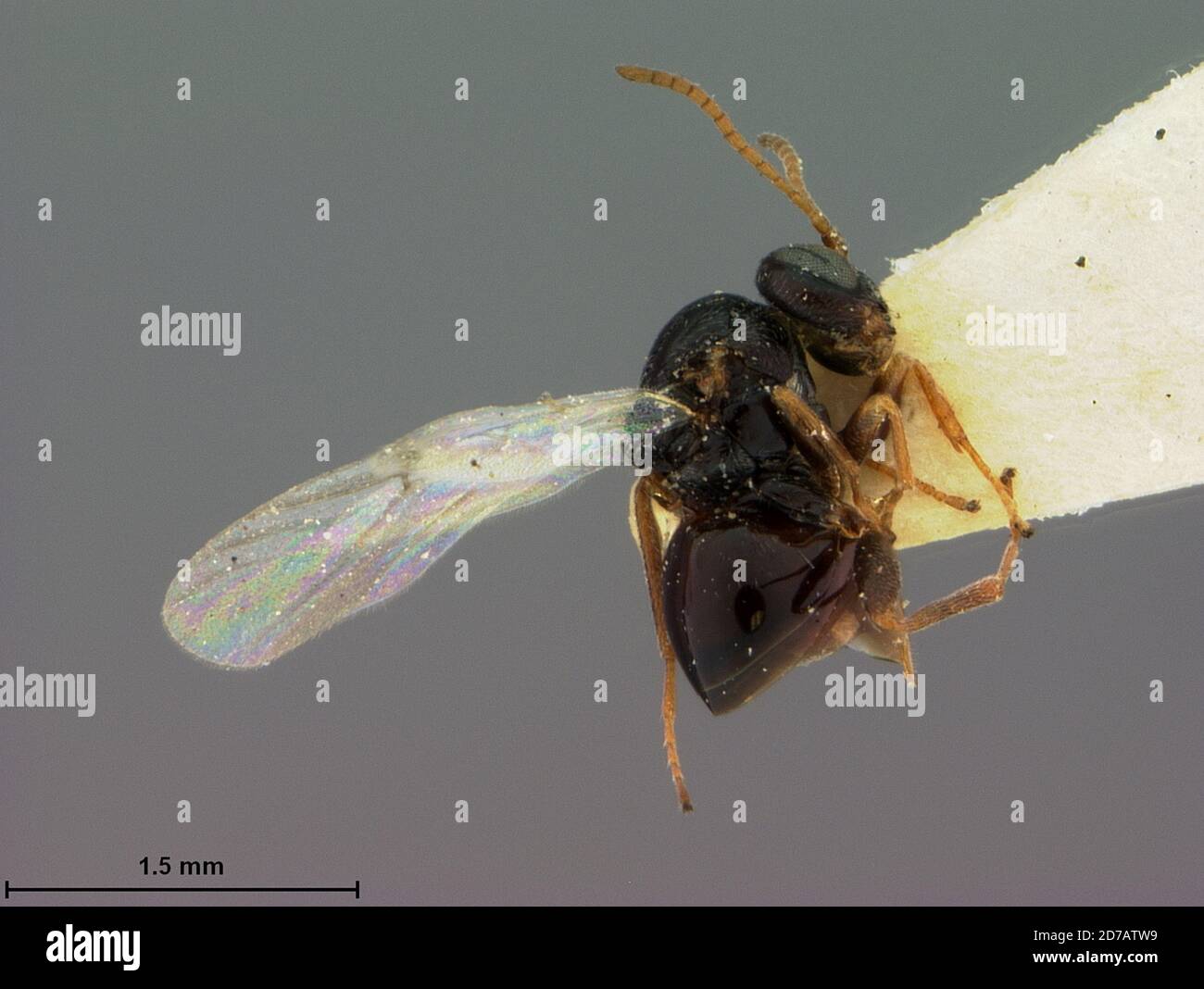 Cottonwood, Shasta, California, United States, Diplolepis occultata ...