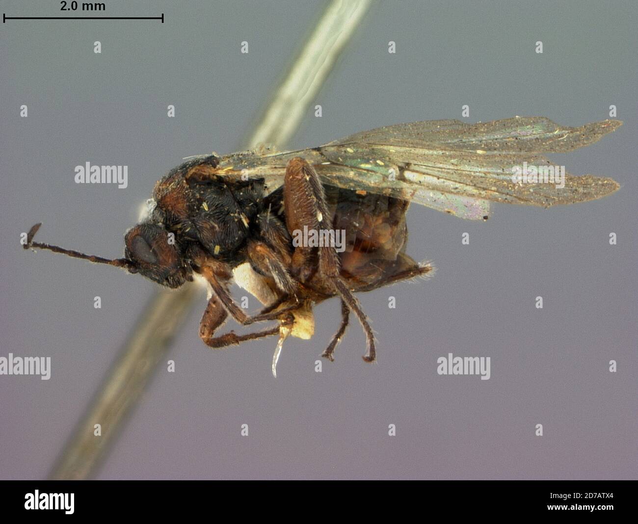 Manitou Springs, El Paso, Colorado, United States, Holcaspis monticola ...