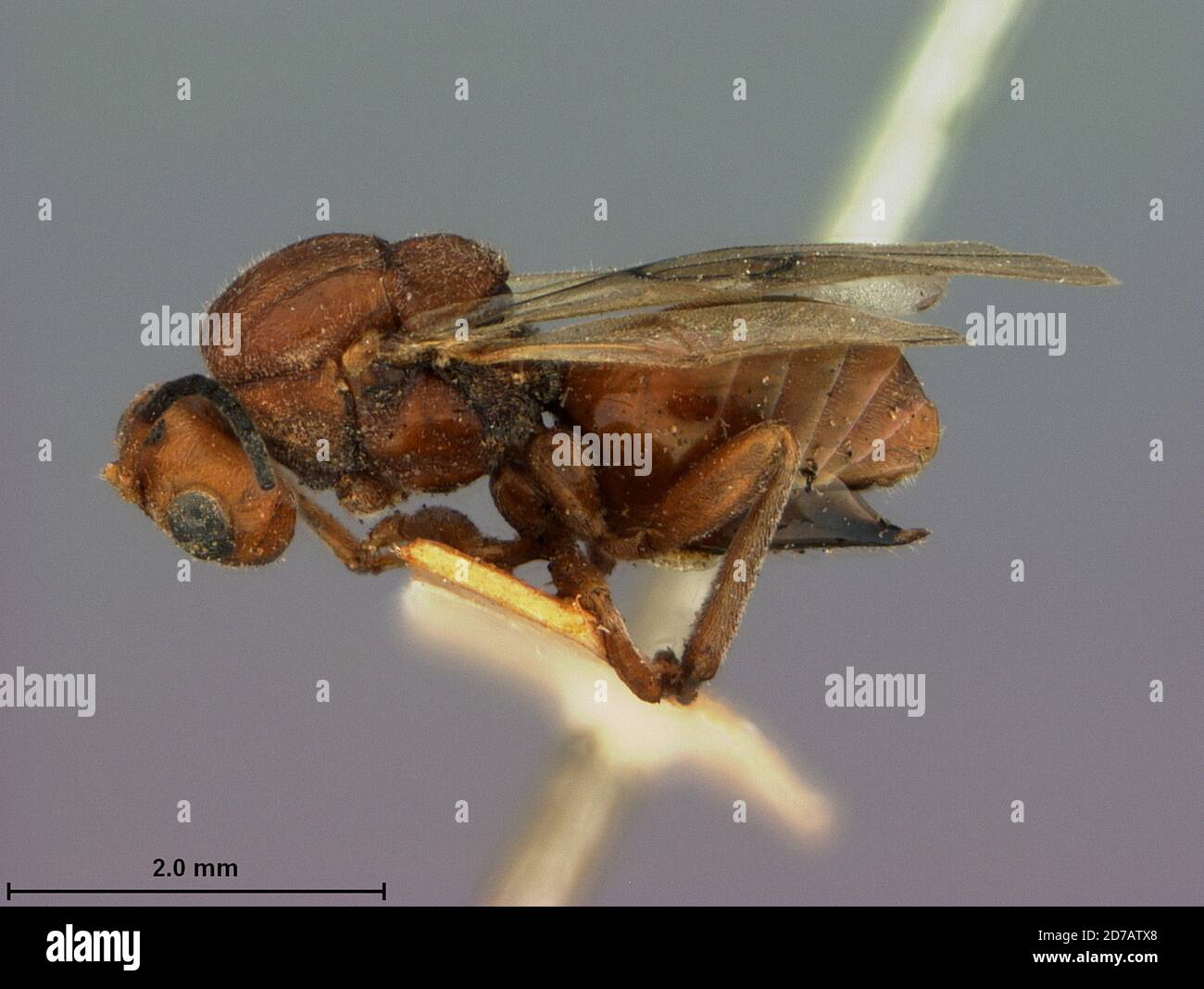 Iowa, United States, Rhodites multispinosa Gillette, 1890, Animalia ...